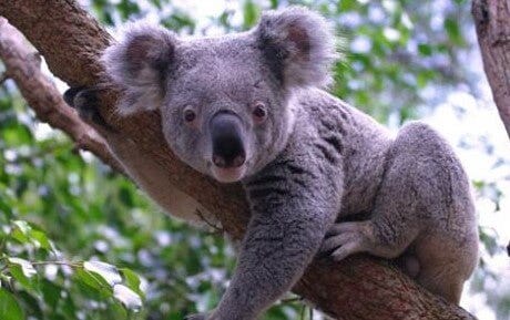 Boring Animals: (9 Examples with Pictures In 2023) | by ...