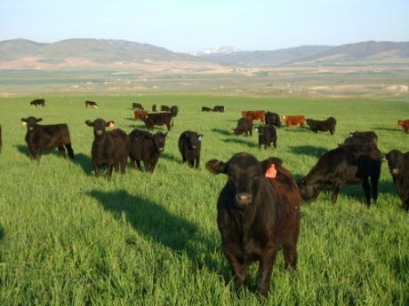 Take Back your Health, Vote with your Dollars, and Go Grass Fed!!! | by ...