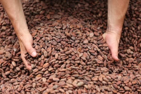 The Flaw Behind Cocoa Production Process and Its Impact On the ...
