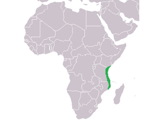 The Forgotten Goldmine of Africa: The Mysterious Rise & Fall of Zanj ...