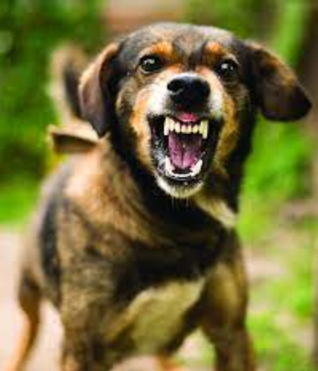 UNDERSTANDING ANG MANAGING YOUR DOG’S AGGRESSIVE BEHAVIOR. | by ...