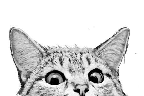 Did curiosity really kill the cat? | by Rania Yousfi | Medium