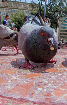 Pigeons Attacking People