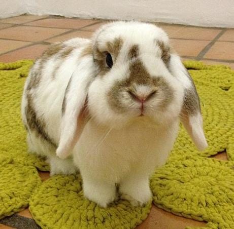 The Bunny’s Haggadah. A seder for those who appreciate that… | by ...