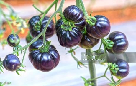 Purple Galaxy Tomatoes: Why And How To Grow - Novice Nurturer - Medium