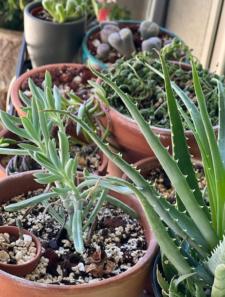 Plant Abuse. During lockdown, succulents became the… | by Ambre Kahre ...