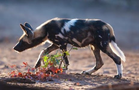 Things you didn’t know about Wild Dog - Kamran Liaquat Ali - Medium