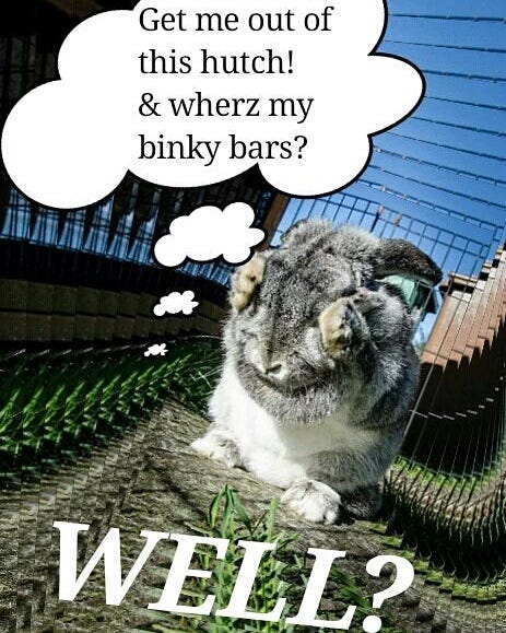 #indoor_hutch #rabbits #bunny #home #binkybars | by Binky Bars Ltd ...