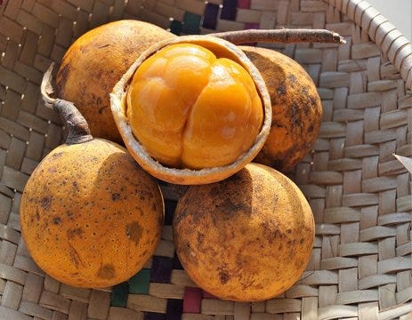The Health Benefits of Maboque: A Comprehensive Approach | by Gilberto ...