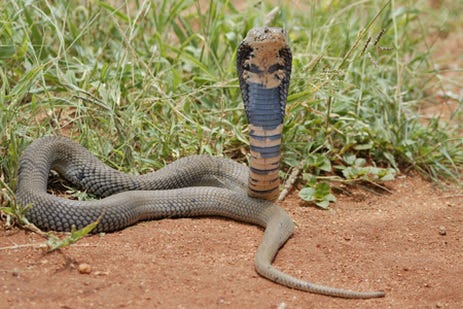 Snakes in Senegal - Jess Hackett - Medium