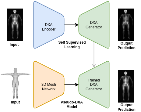 AI Predicts Your Insides From Your Outsides With Pseudo-DXA | by Lambert T Leong, PhD | Feb ...