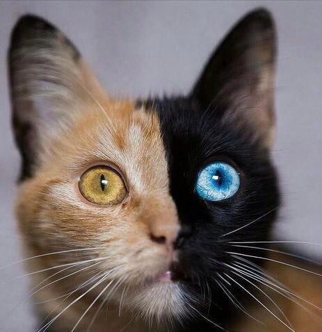 EXTRA X CHROMOSOME. CHIMERA TORTOISESHELL KITTENS | by Nancy Richy | Medium