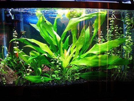 Diving into the Depths: The Fascinating Sword Plant Aquarium | by ...
