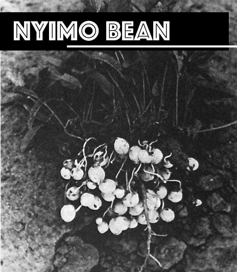 Nyimo Bean: A Peanut Relative Who Thrives on Punishment | by Pull Up ...