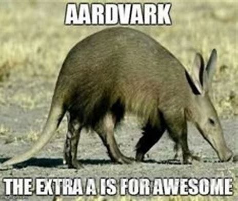 Aardvark Memes 5 Tips To Keep Ants Out Of Your Kitchen Northeastern