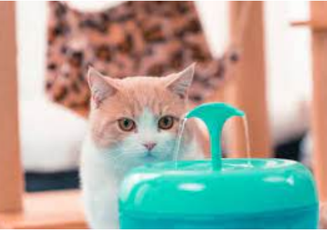 Pawoof Cat Water Fountain: Your Trusted Pet Feeder Manufacturer | by Shahedseo | Sep, 2023 | Medium