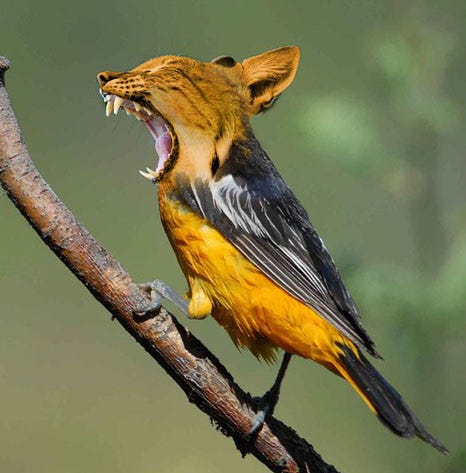 LoRa Modulation - CSS. Long Range Technology more knows as… | by ...