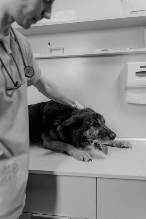 Cheap Pet Health Care: Affordable Solutions for Your Pet | by Pauline J ...