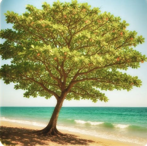 The Talisay Tree: Silent Witness of Our Stories | by adRead | Medium