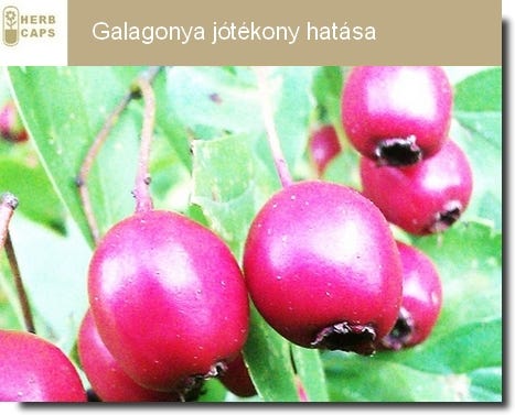 Galagonya. galagonya a szív és érrendszerünk… | by Kiss Jani | Medium