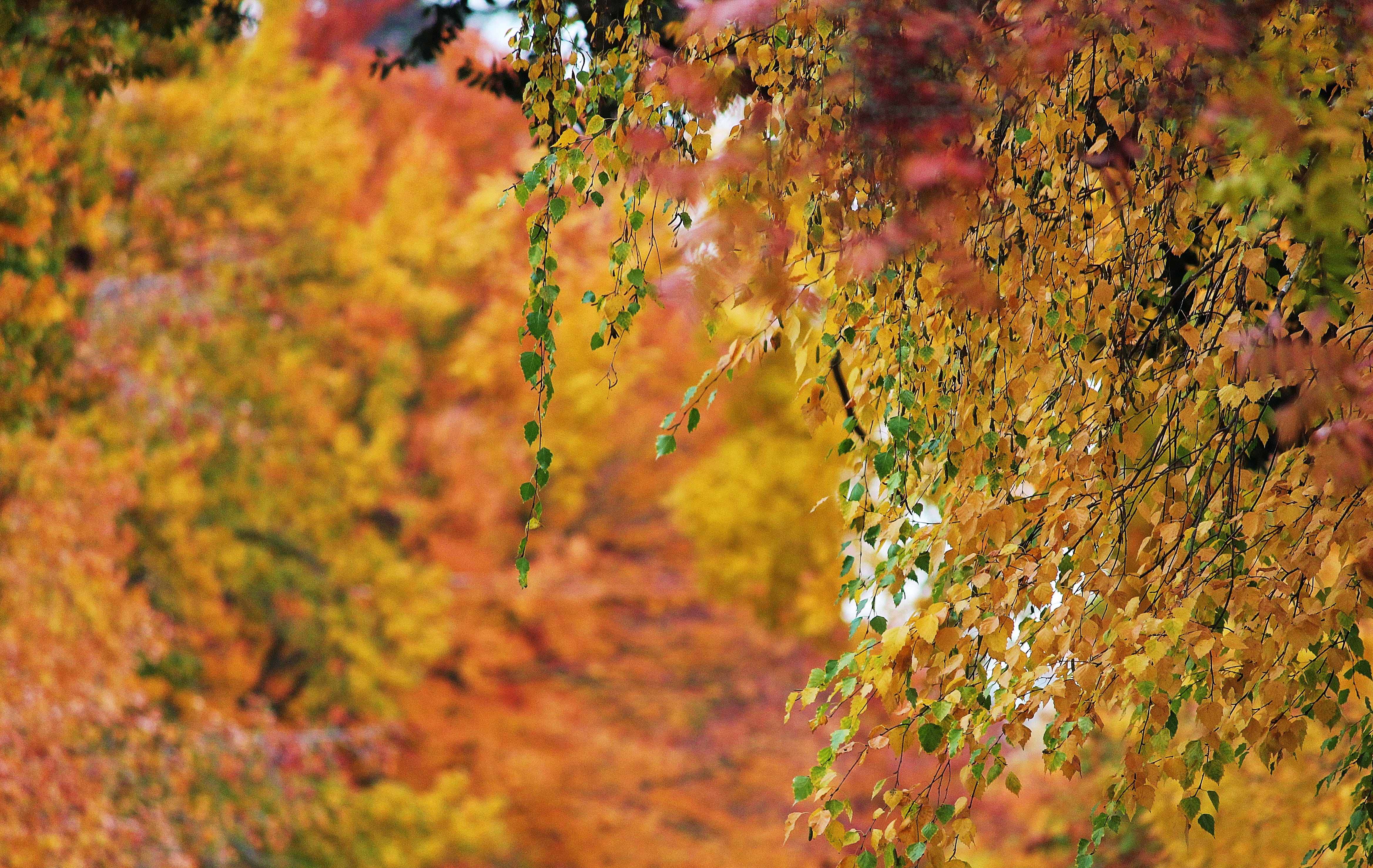 Sacramento, California’s ‘City of Trees’ | by Mike McPhate | The ...