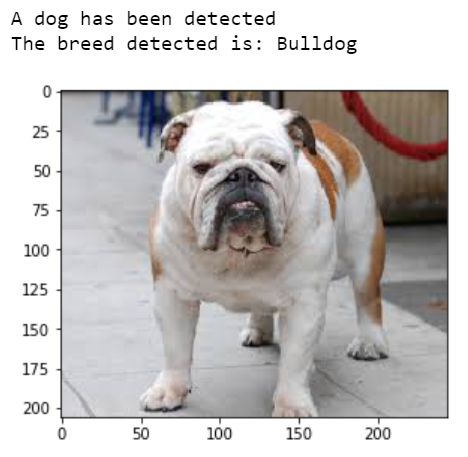 Dog Breed Classifier — Udacity Data Science | by Preet Kamal Singh | Medium