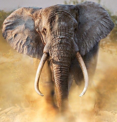 Age of Icarus: Chapter 3— Eating Elephant Dust | by Jeffrey Erkelens ...