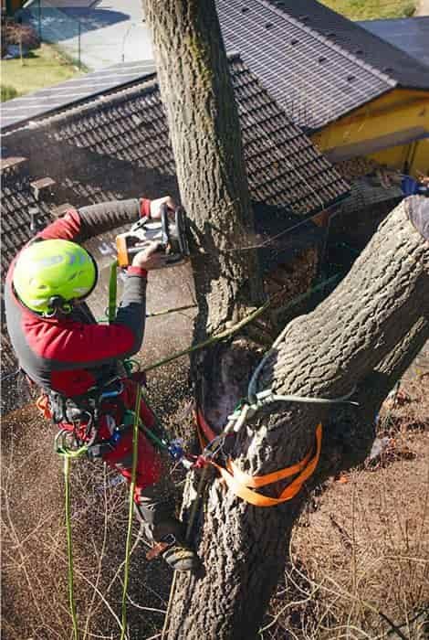 Choosing the Right Tree Care Services in Melbourne: What to Look For ...