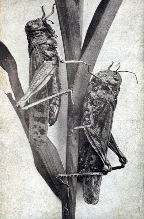 The Rocky Mountain Locust and the Risks of Known (but forgotten ...