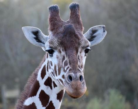 The Story of Squeaky the Giraffe. Nine thousand years ago there was a ...