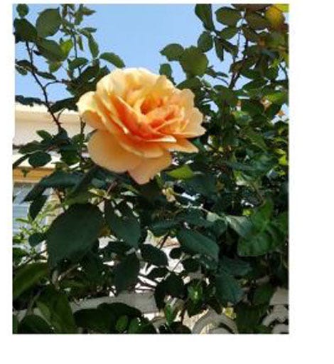 A Yellow Mask. By Erin Contreras | by Erin Contreras | El Sereno ...