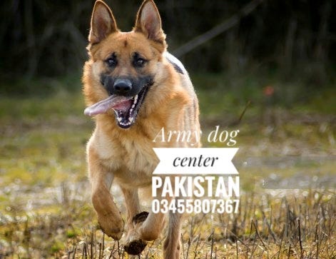 Unleashing Heroes The Vital Role of Army Dog Centers | by armydogcenter ...