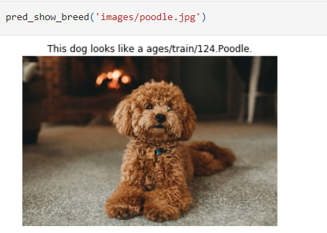 Dog Breed Classifier. Data Scientist capstone project for… | by Jana ...