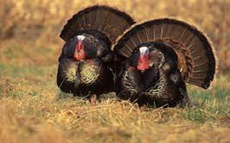 Can Turkeys Fly?. Turkeys are known to be large… | by Tabby Kamau | Medium