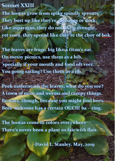 ­Sonnet №23. The Hostas. Hostas are a gift; they grow in dark… | by ...