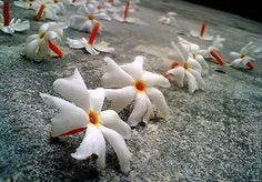 Sepalika Flower