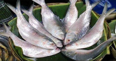 Hilsa fish of Bangladesh. Silverfish of Bangladesh. The hilsa fish (logical name: Tenualosa ...