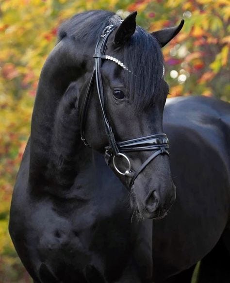 The Phantom Stallion. I was riding Zanbair in the corral when… | by ...