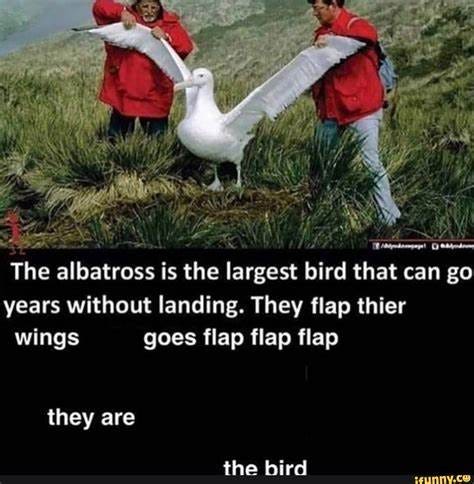Do Albatrosses Sleep While Flying? explains how the unflappable ...