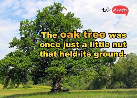 The Oak Tree Was Once Just A Little Nut That Held Its Ground | by Sally ...