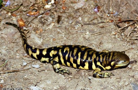Hybrid Super-Barred Tiger Salamander | by Nida Riaz | Medium
