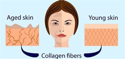 Collagen Boost, is it important to our body | by David John Talino | Medium