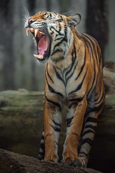 Bengal Tiger (Panthera tigris tigris) | by Boxer Bhai | Sep, 2024 | Medium