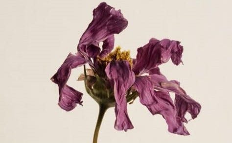 withered flower - zia's journal ۶ৎ - Medium