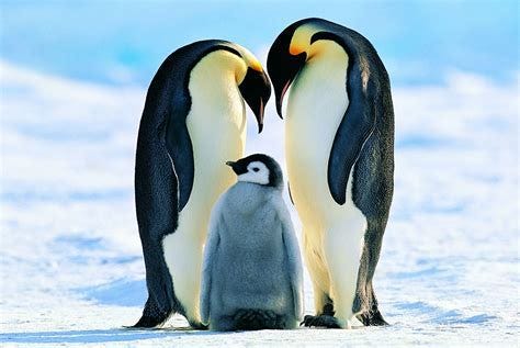 Saw this cool video on YouTube about “Emperor Penguins”. Planning to do ...