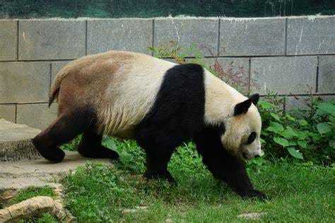 10 chinese mythical animals. Ancient China was home to a diverse… | by ...