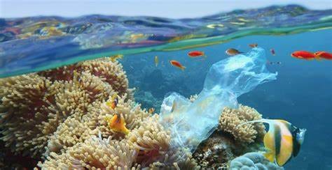 Pollution In Coral Reefs. Coral reefs, created by mostly corals… | by ...