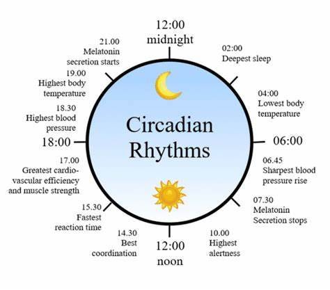 Keeping Time. A deep dive into how organisms keep… | by no u ...