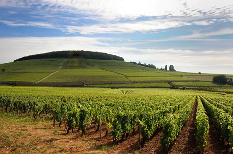 Ultimate guide to French Wine. What’s the Best French Wine for You ...