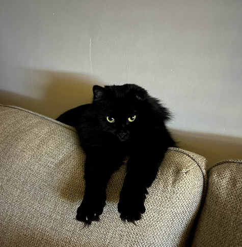 The Bold, the Beautiful, the Black Cat | by MC Fallon | Oct, 2024 | Medium